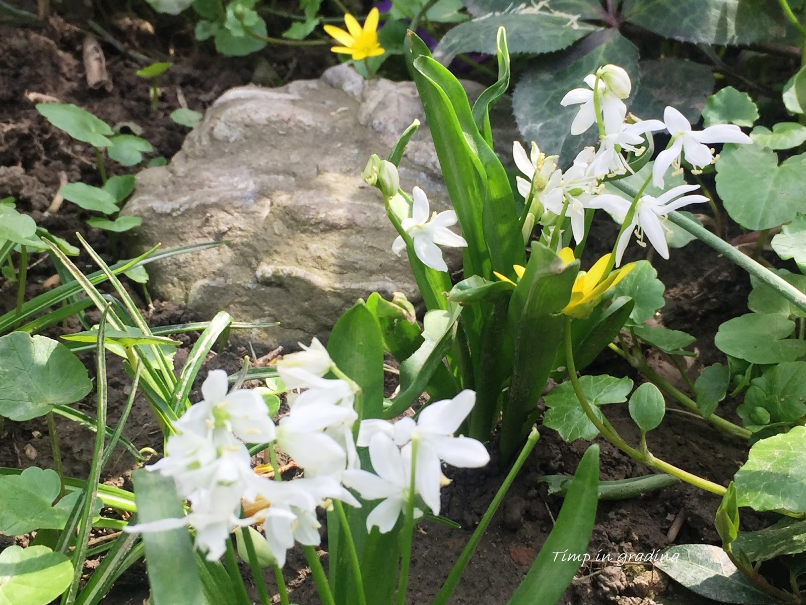 Time in the garden: Viorele albe