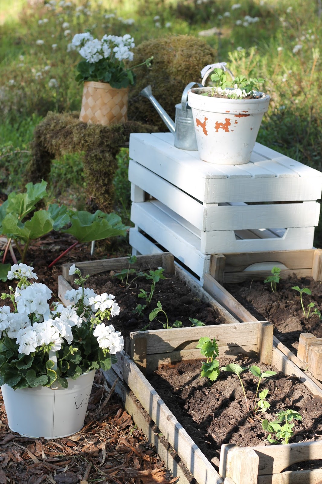 k o t i p o r s t u a: Meidän pieni kasvimaa