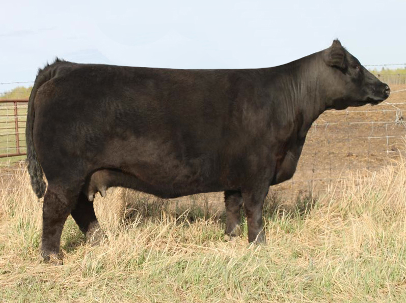 DIAMOND G CATTLE CO.: Donors