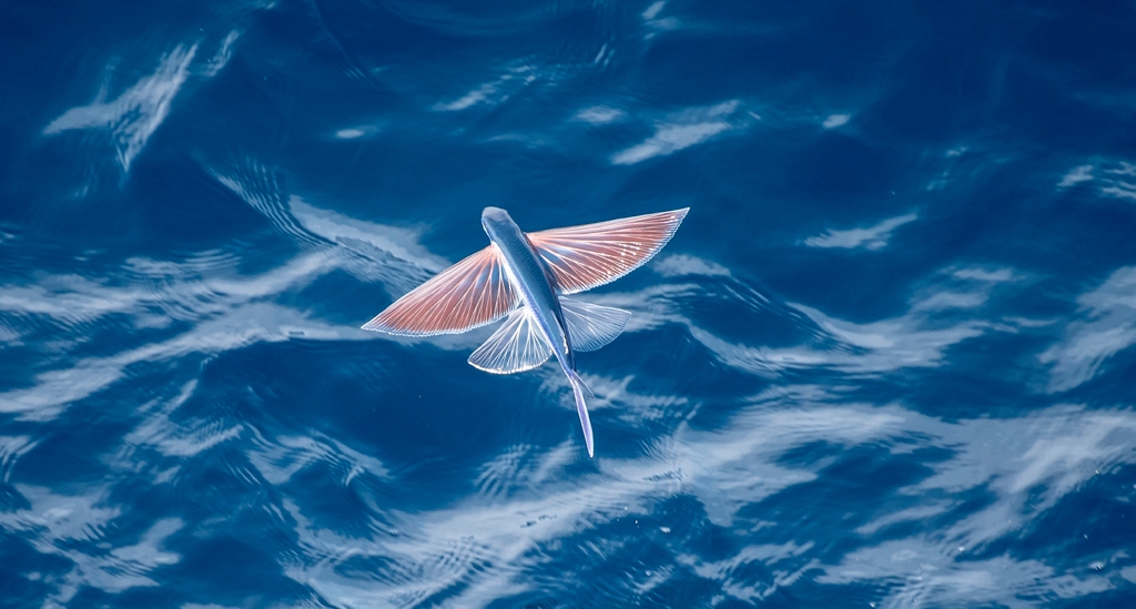ΧΕΛΙΔΟΝΟΨΑΡΟ (FLYING FISH) photos - wallpapers | the fun bank