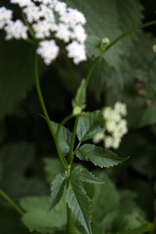 Healing Weeds: Ground Elder
