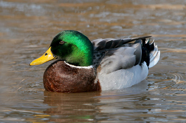 Discover Birds: Tennessee Birds