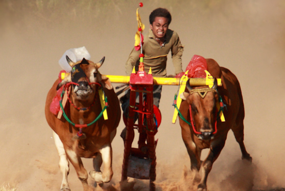Karapan Sapi – Traditional Bull Racing Festival in Indonesia | The ...