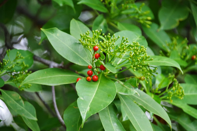 Trees and Plants: Tembusu