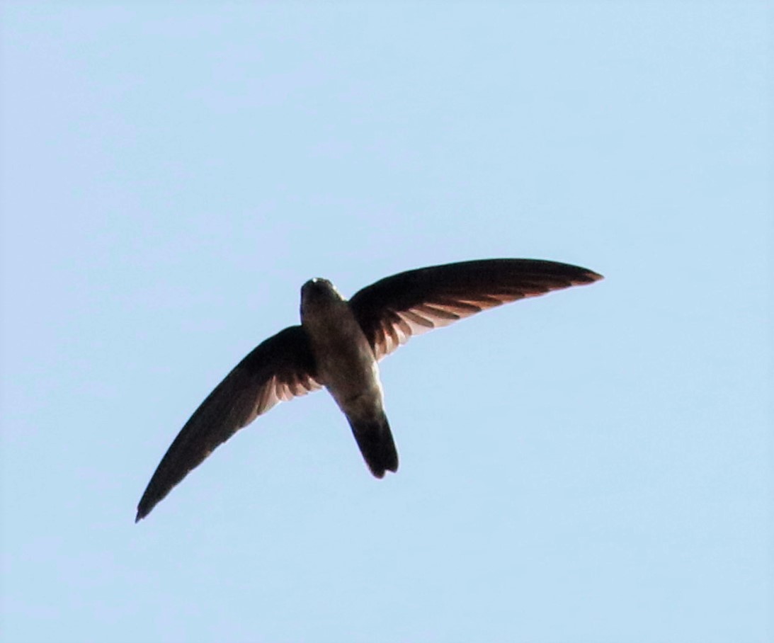 Ron-Nature-Adventures: Identification of Swiftlets and Swallows (PART 1)