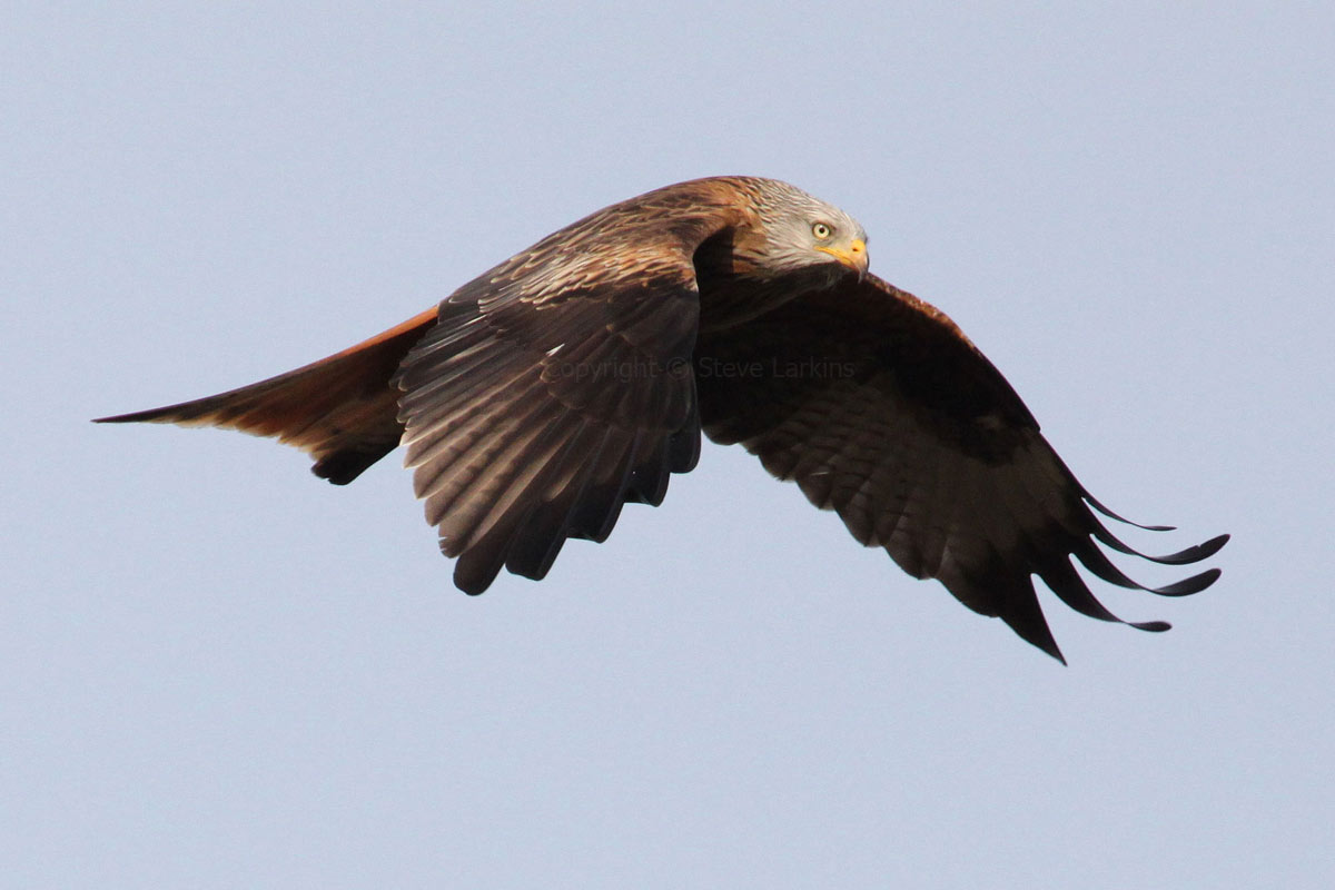 Red kite pastry - spinpok