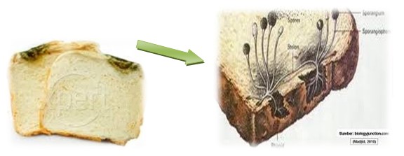 e-modul: e-Modul Kelompok 1 Bio-C