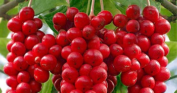 Propiedades y beneficios de la Schizandra