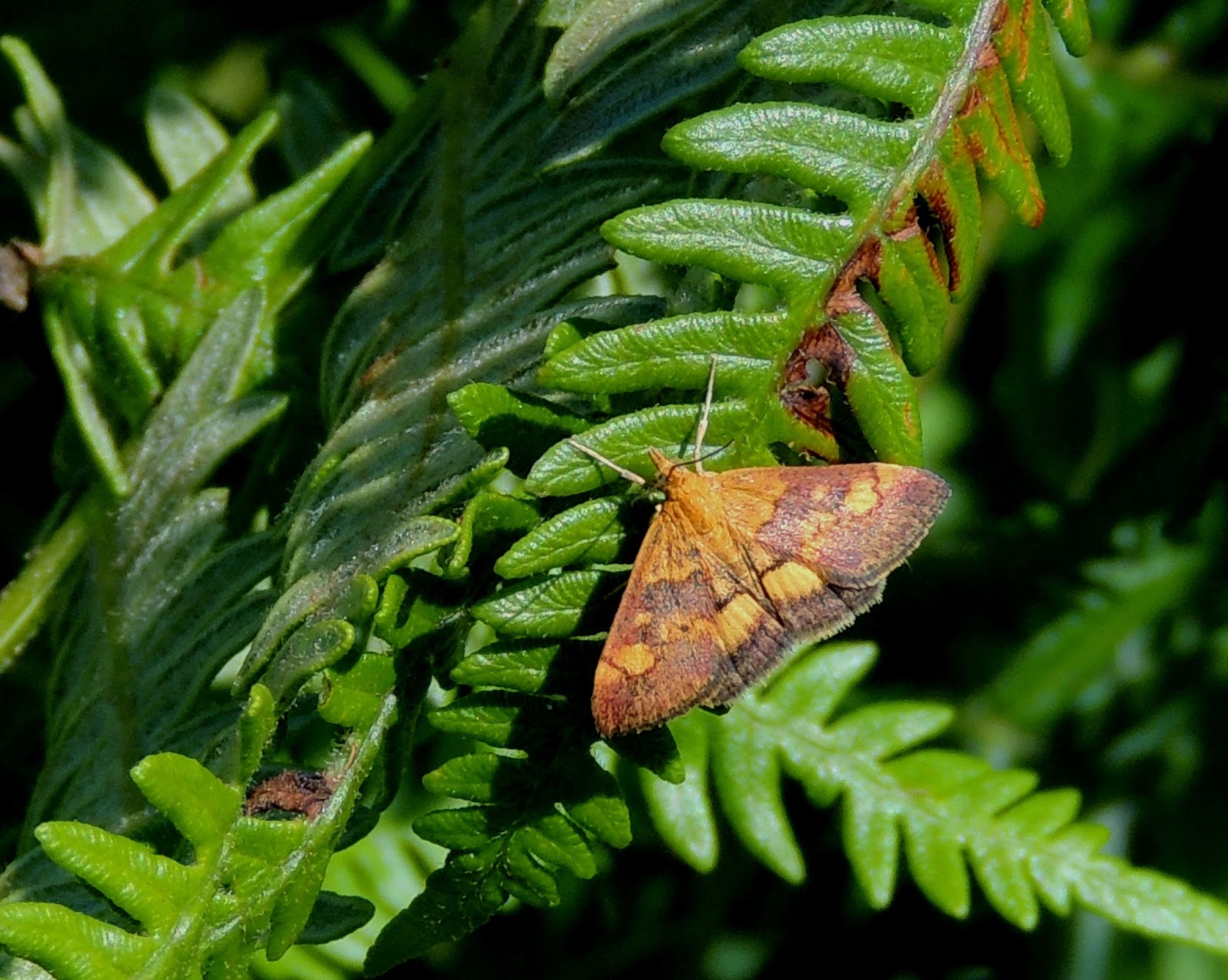 Mariposas y orugas (Volvoretas e eirugas): Confusiones habituales ...