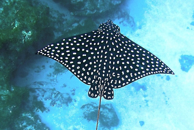 TVL: ANIMAL DA SEMANA - Raia-pintada