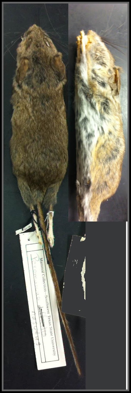 Beszamel i spółka bez ograniczeń: Rodzaj Peromyscus - grupa truei ...