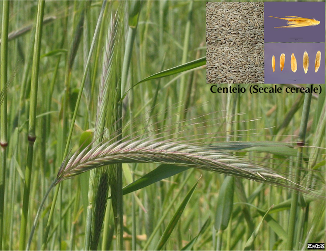 CENTEIO (Secale cereale) - Klima Naturali™