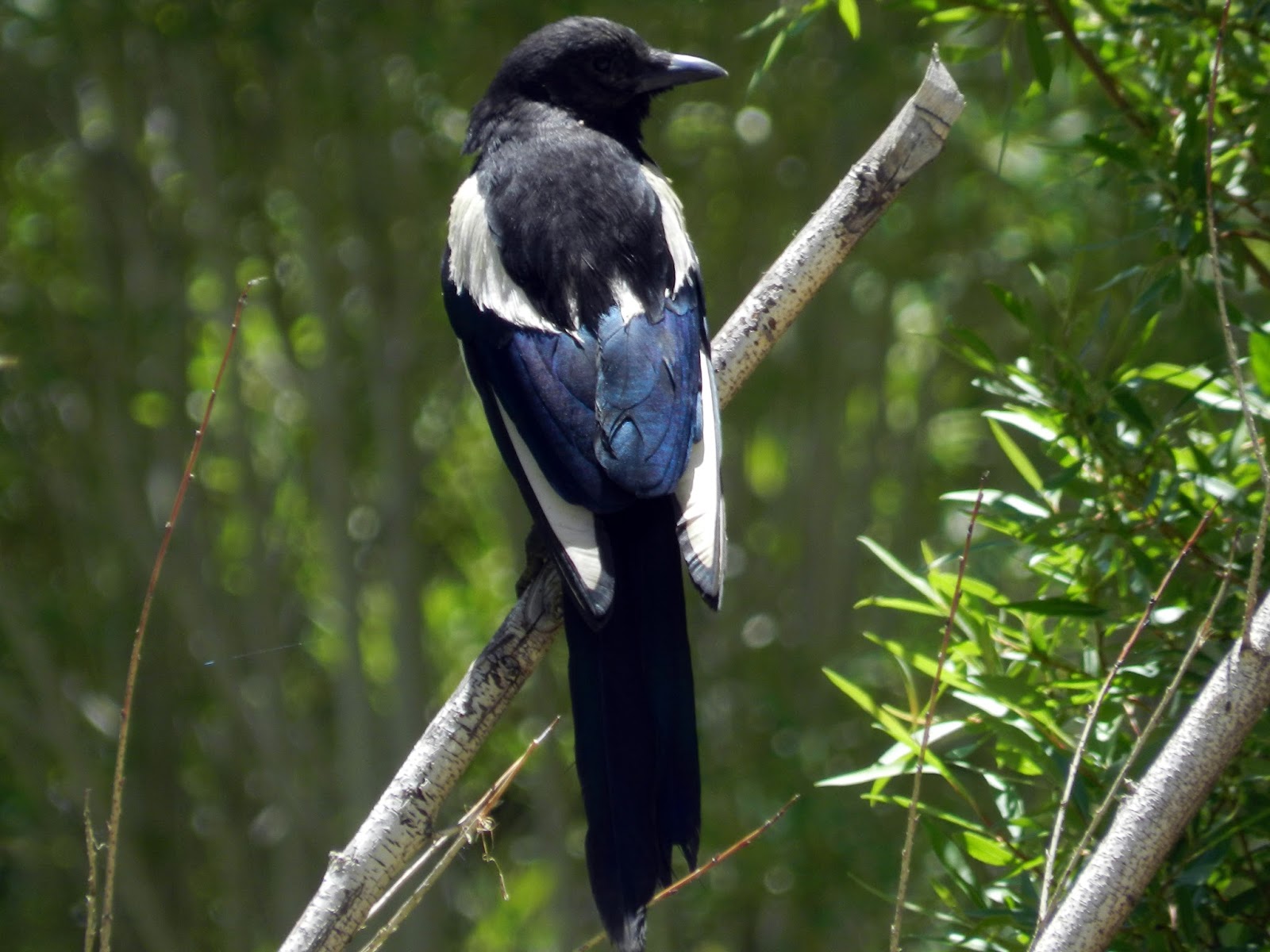 A Birder's Eye View: Ladakh, 12.07.2013 to 17.07.2013