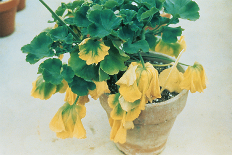 WHY ARE MY GERANIUM LEAVES TURNING YELLOW? |The Garden of Eaden