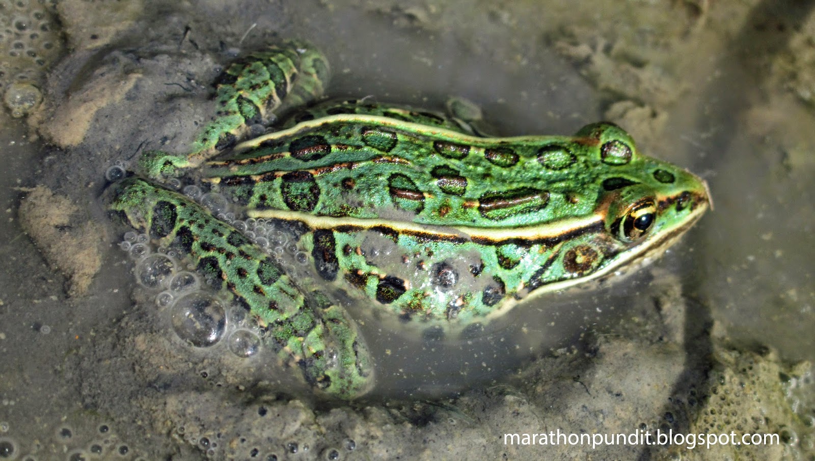 Marathon Pundit: (Photo) Northern leopard frog