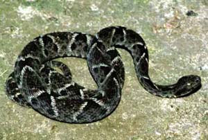 Cheiro de Bicho: Belas Serpentes Venenosas