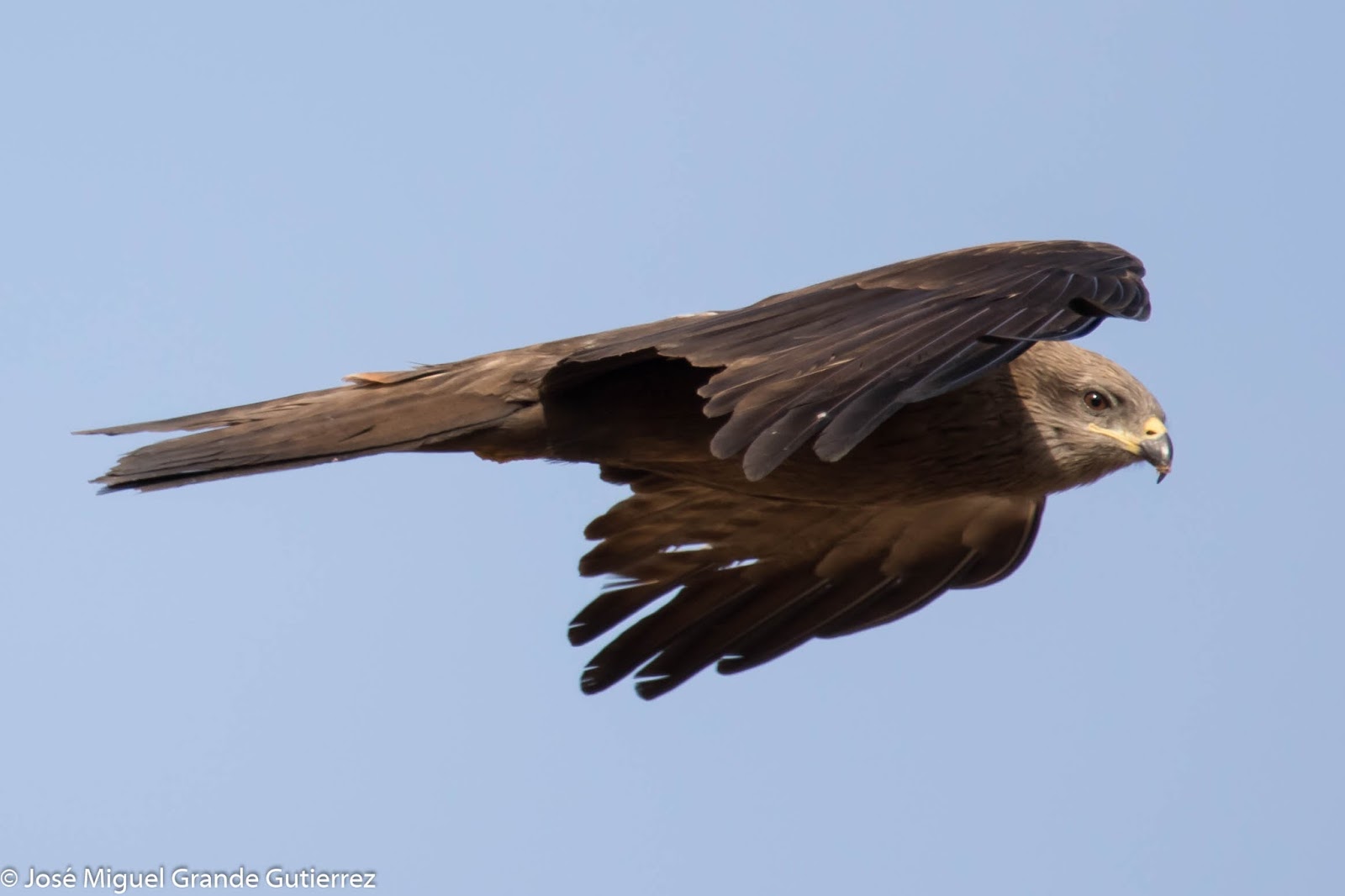 AVES DEL CIELO - BIRDS OF HEAVEN: RAPACES POR EL SUR DE NAVARRA-PREY ...