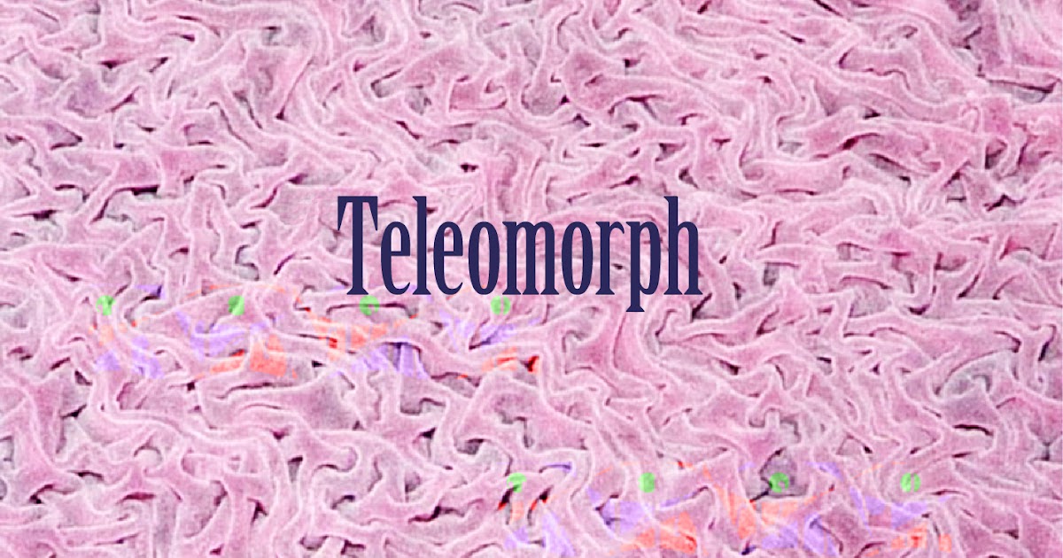 Signals from Arkaim: SFA004 - Teleomorph: Teleomorph