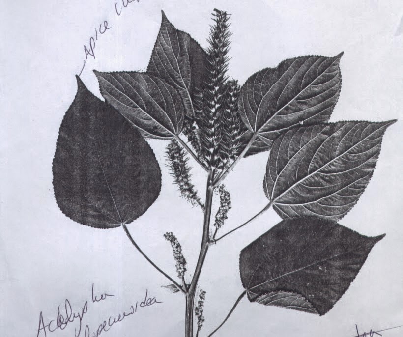 Flora de Puerto Rico Ilustrada Papo Vives: EUPHOPRBIACEAE ACALYPHA ...