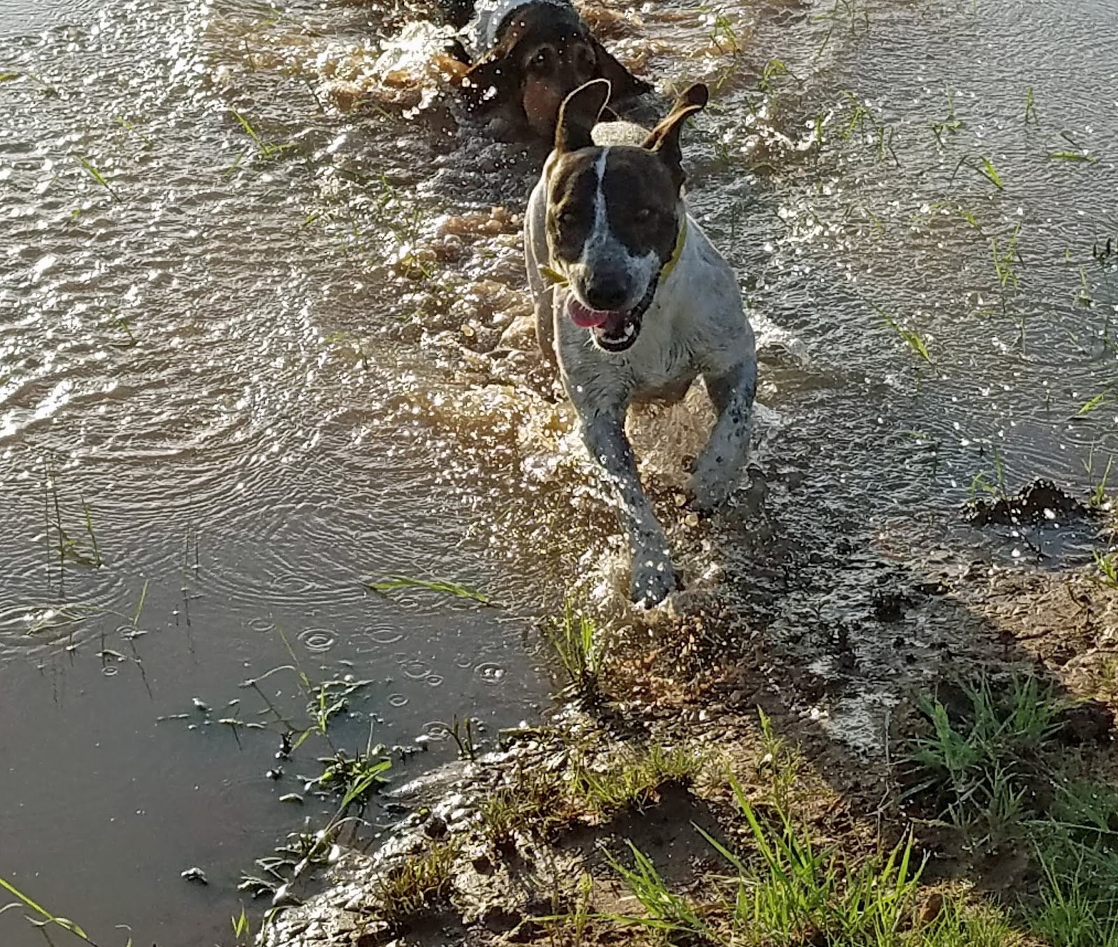Lovin' Life At The End Of The Dirt Road: Hound Dog Invasion