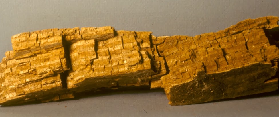 NCSU PDIC: Some Fungi You Should Be Thankful For