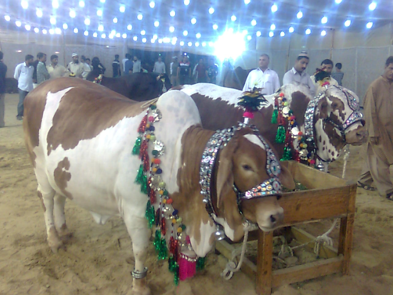 Bakra Mandi , Bakra Eid Pakistan