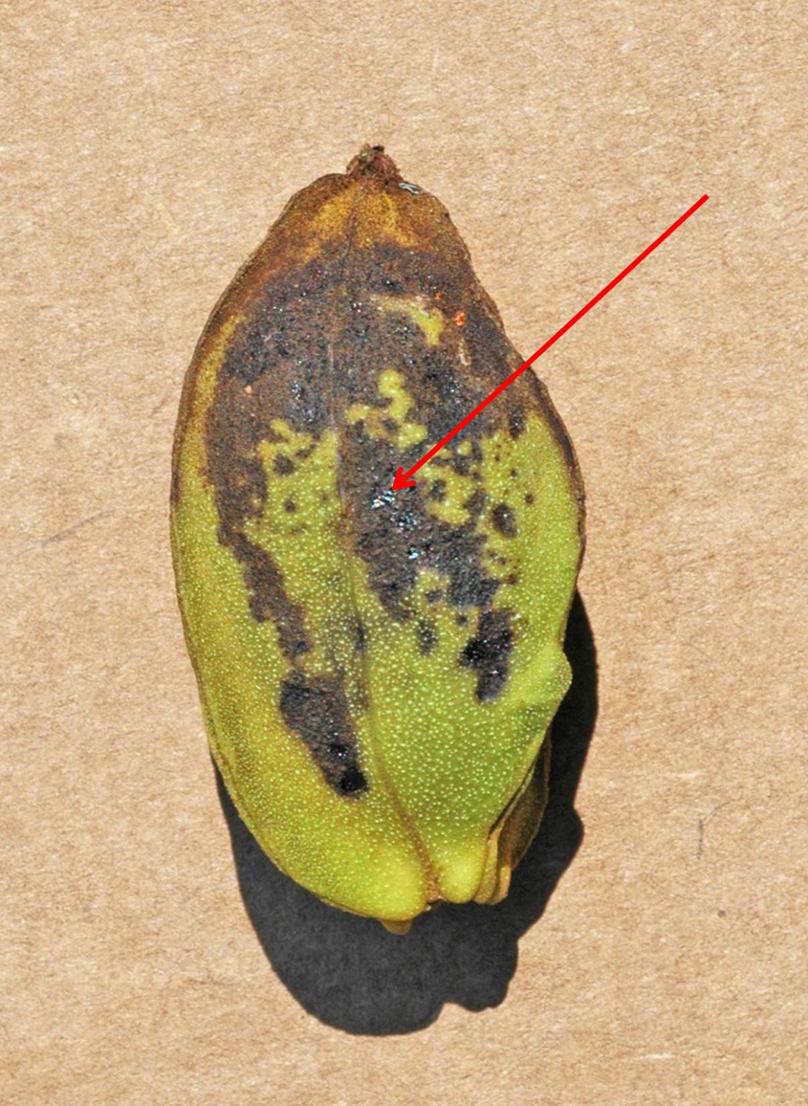 Northern Pecans: Pecan weevil nut drop