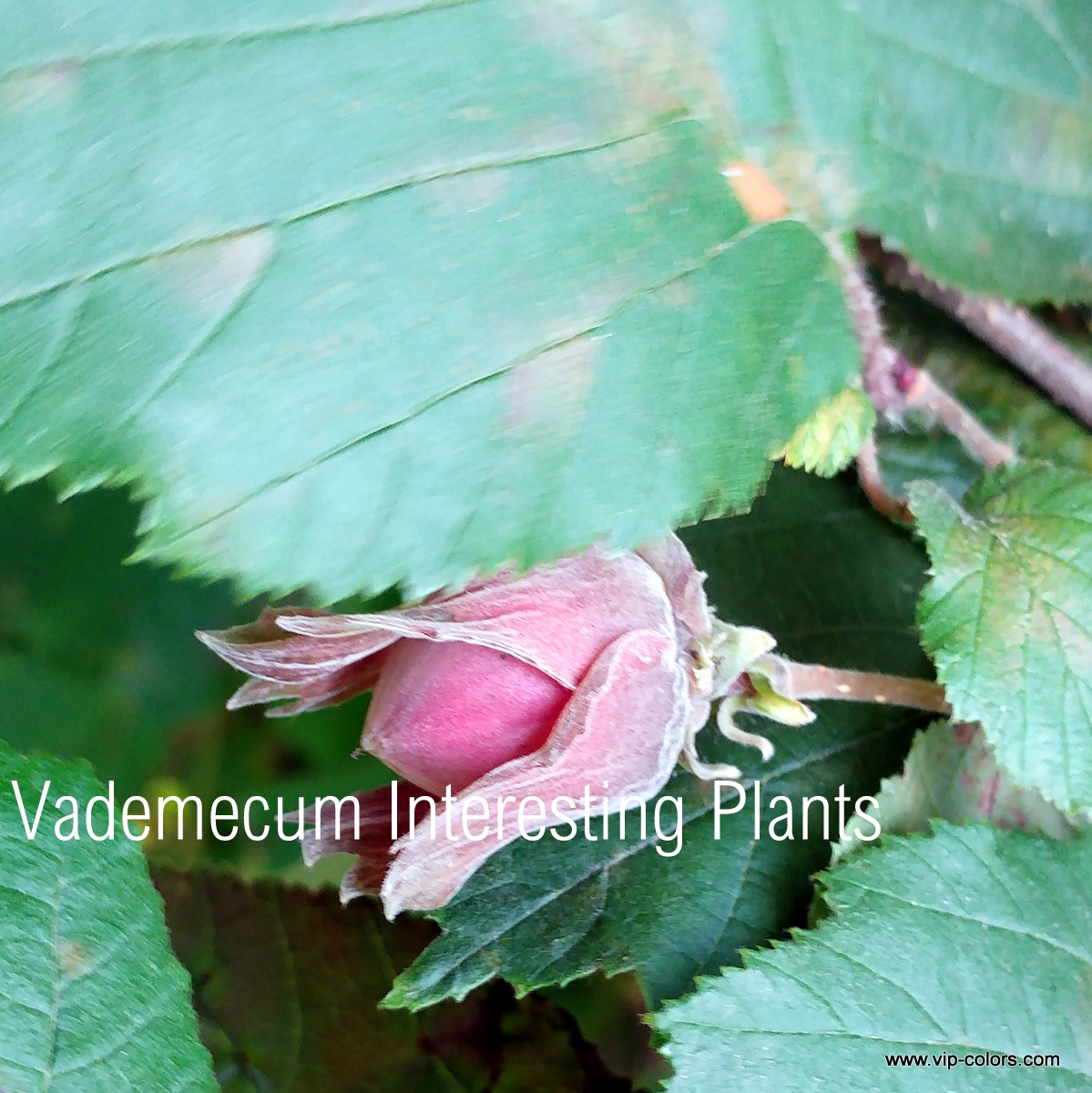 Vademecum Interesting Plants: Corylus avellana - Leszczyna pospolita ...