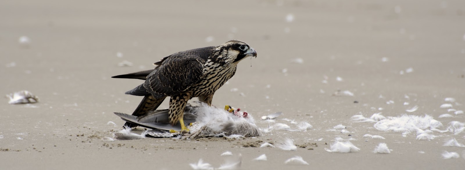 Birding Is Fun!: Peregrine Falcon on Cape Lookout Beach Oregon