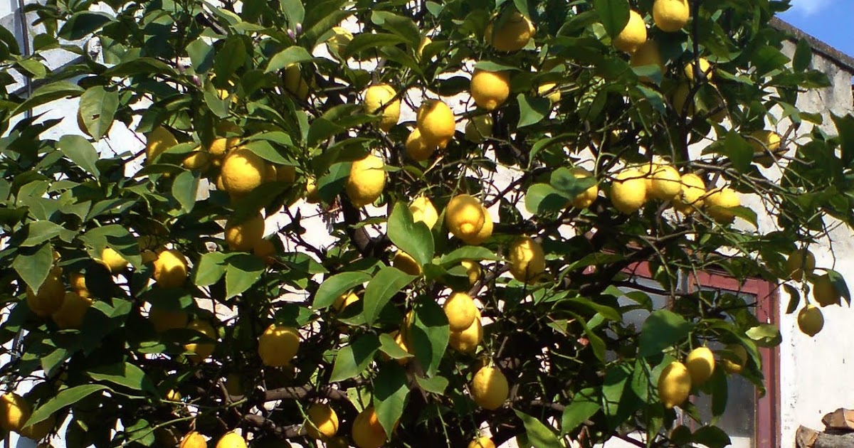 Plante Exotice: Lamai (250cm)