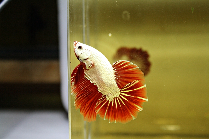 Betta Red Dragon Platinum OverHalfMoon LongTail - Bênny Bettas | Bênny ...