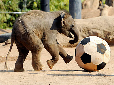 MISS ZARIKONA: SOCCER ANIMALS