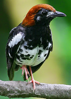 Berbagai Jenis Burung Punglor Yang Ada Di Indonesia | kicaumania-bali