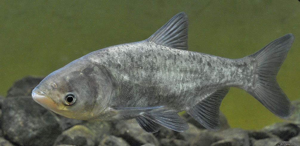 Aristichthys nobilis- Bighead carp | FRESHWATER FISHES OF SRI LANKA