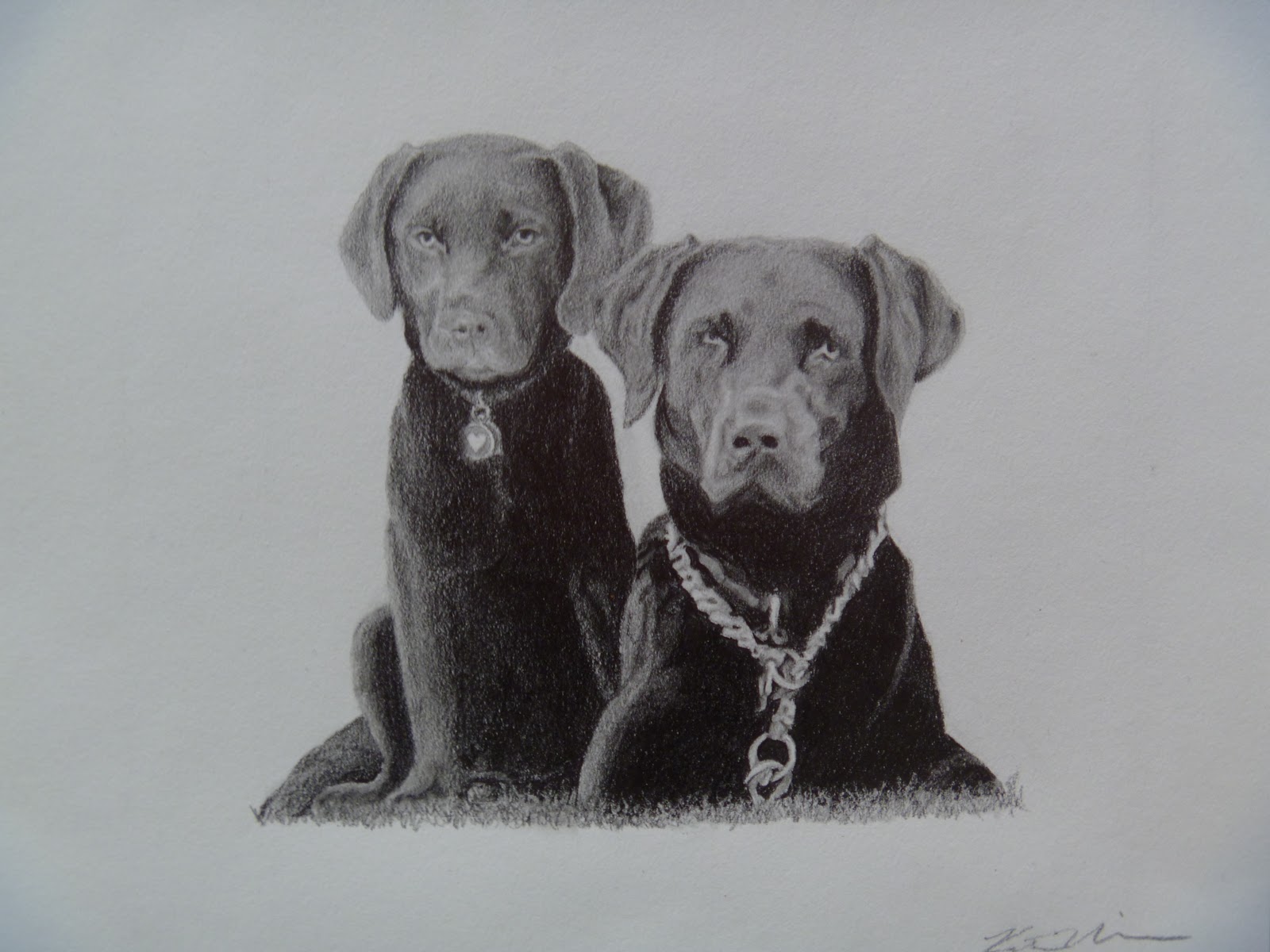 Art by Katie Nielsen: Pencil Drawing - Chocolate Labs