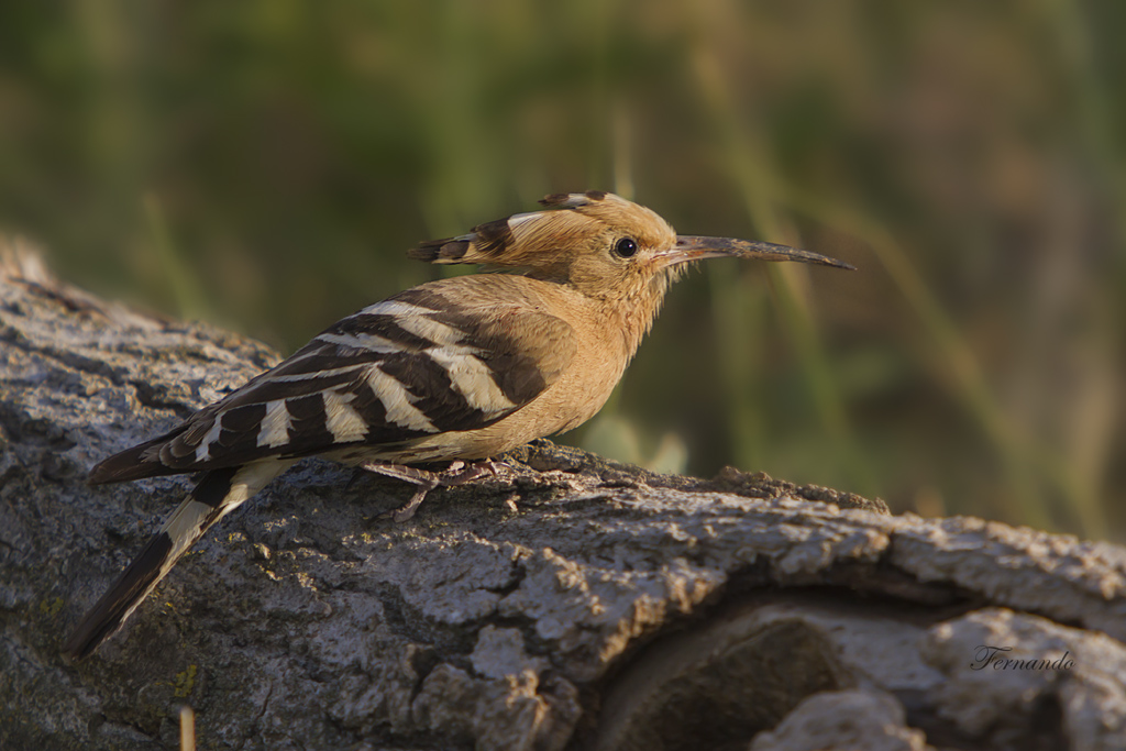 Pasión por la Naturaleza: La Puput