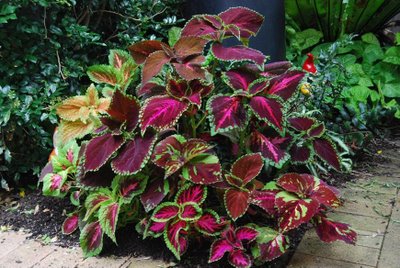 Coleus Arco-Íris Sortido