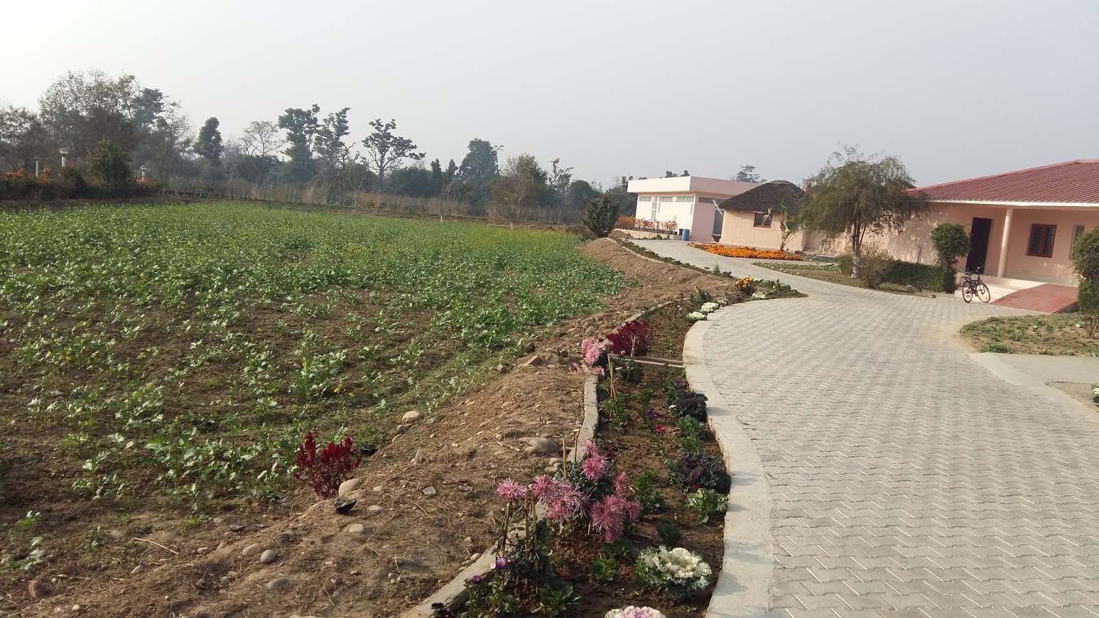 HealthyLyf: Patanjali yog gram - Reviews - My experience - in Haridwar