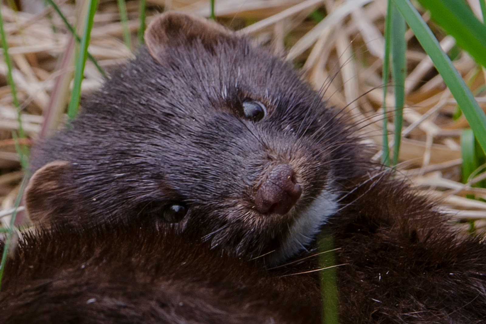 Angus-Zweden: Mink (Neovison vison)