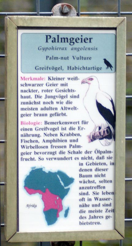 Faszination Geier: Gastbeitrag: Geier im Zoo Berlin