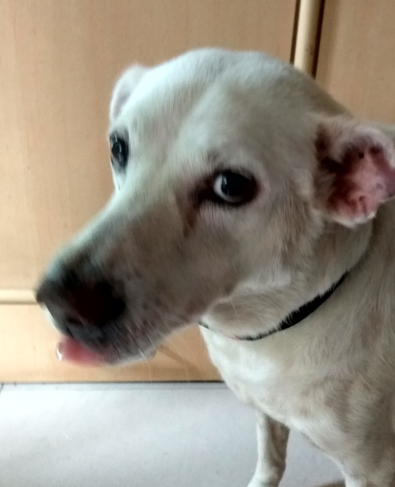 Pets forever: That mischievous look