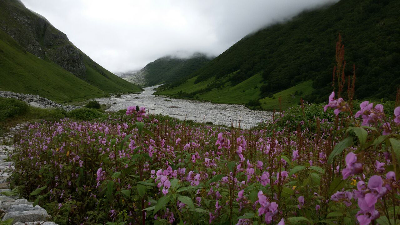 guava gardens: Lady Joan Legge 1885--1939 -- Valley of Flowers