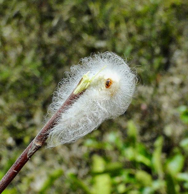 From Dangerous Fluff to Bunny Stuff: The Black-waved Flannel Moth's ...