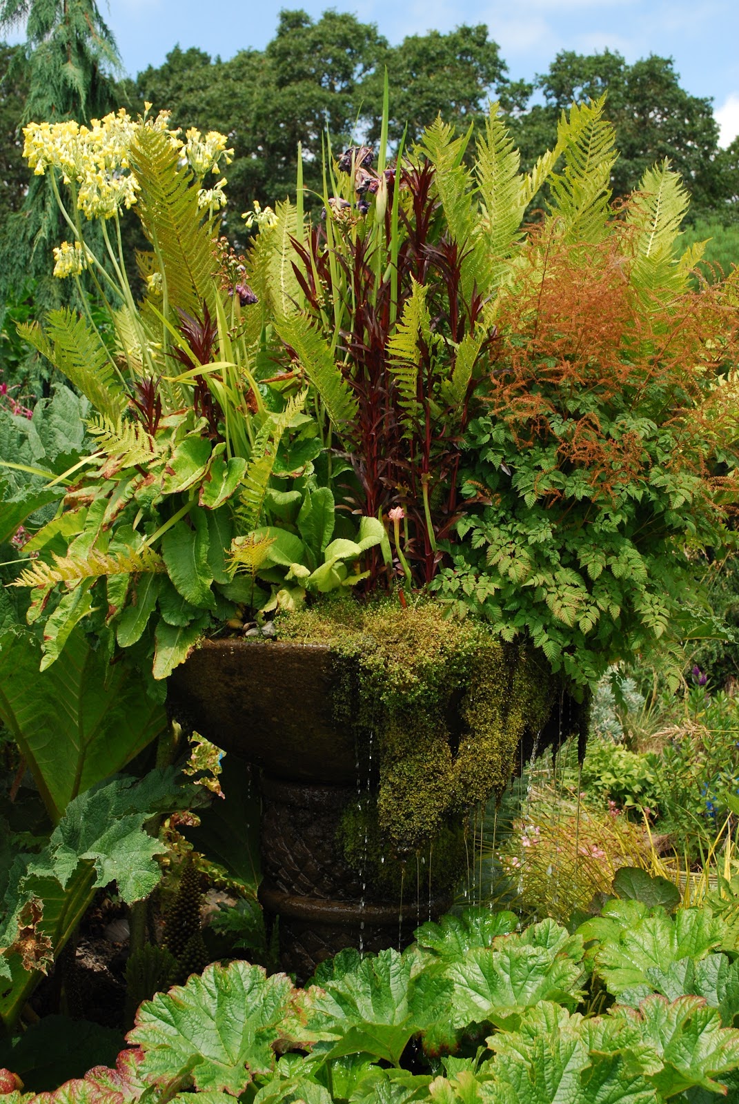 paradis express: Dancing Oaks