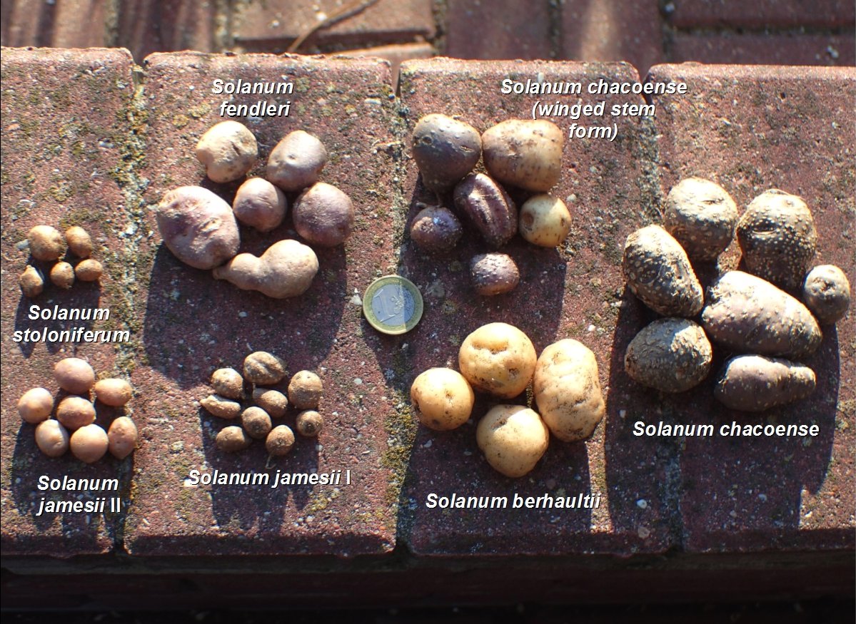 Scirpidiella's Plants: Wild potato species (Solanum sect. Petota) - part II