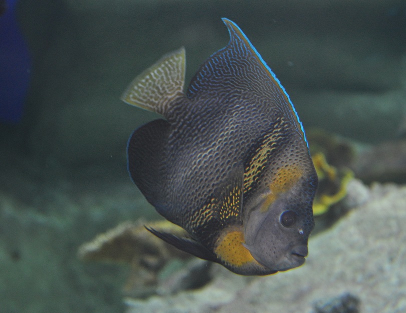 ZOOTOGRAFIANDO (6.057 ANIMALS): PEZ ÁNGEL DE CORTEZ / CORTEZ ANGELFISH ...