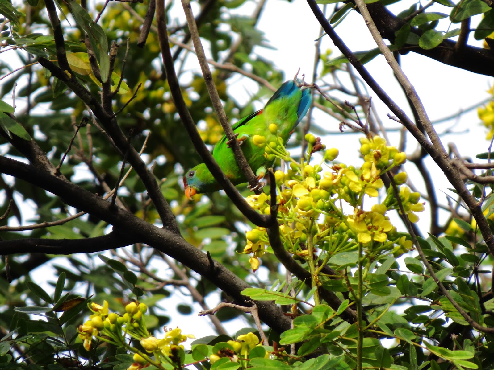 maiabird's brain: Peter's Colasisi