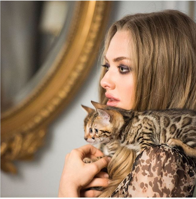 Tomette&Lulu: Chats de Pub