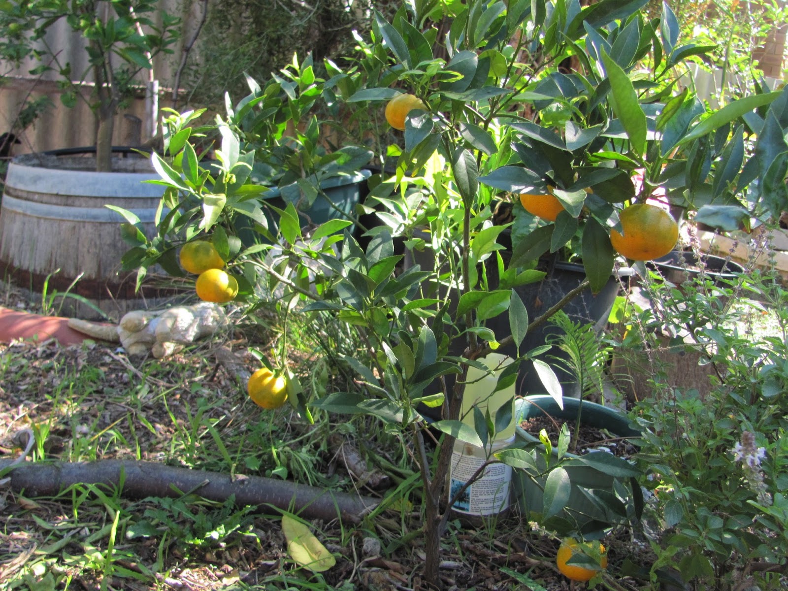 Permaculture Gardening in Fremantle and Perth.
