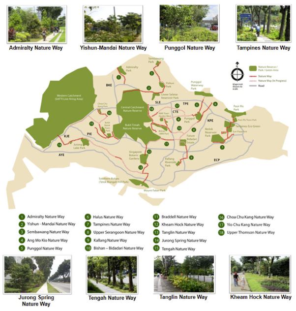 wild shores of singapore: Let's help NParks stop grasscutters from ...